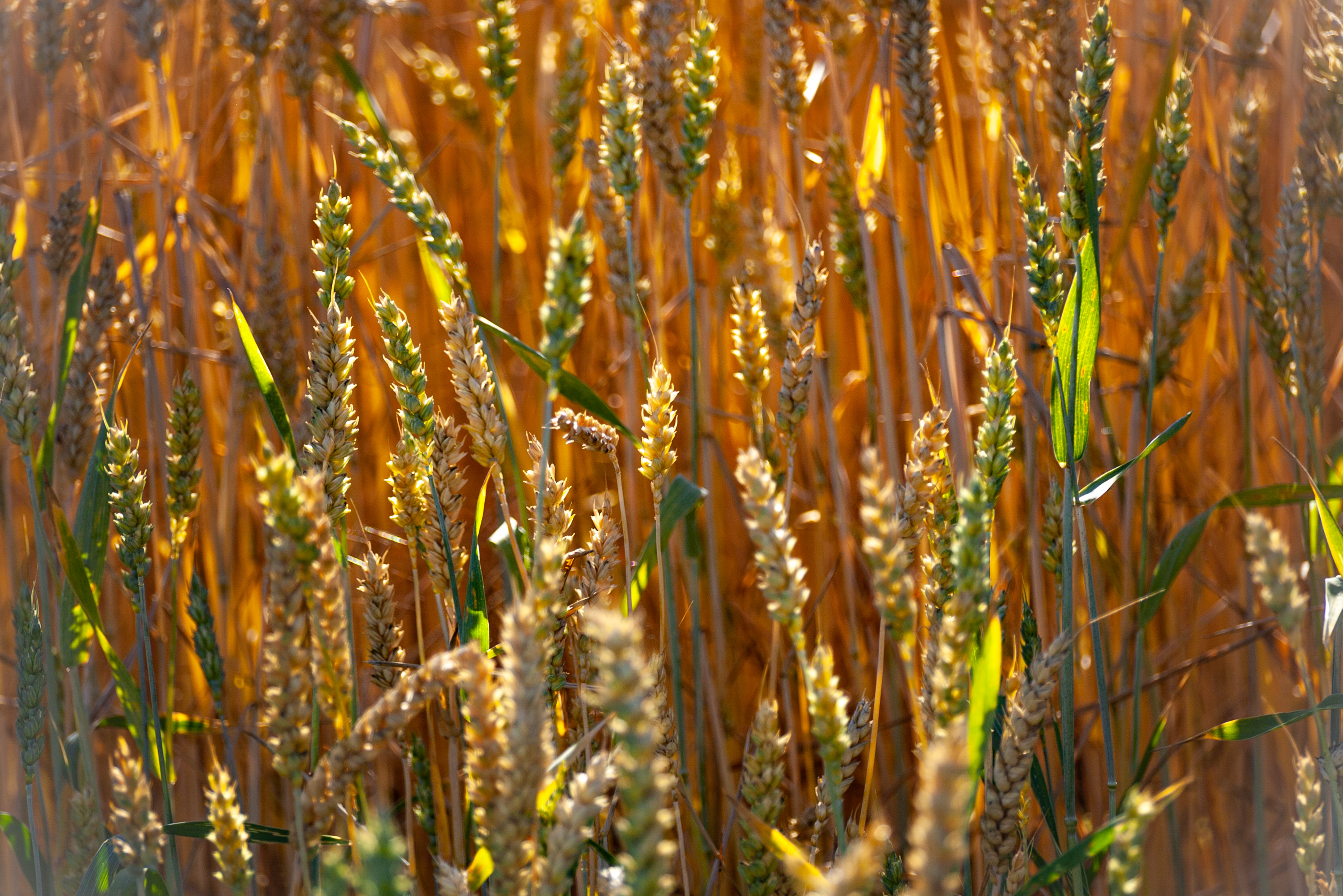 CONTAX DSLR N DIGITAL und das N-System - H. Lutz - Digitalkamera-Museum