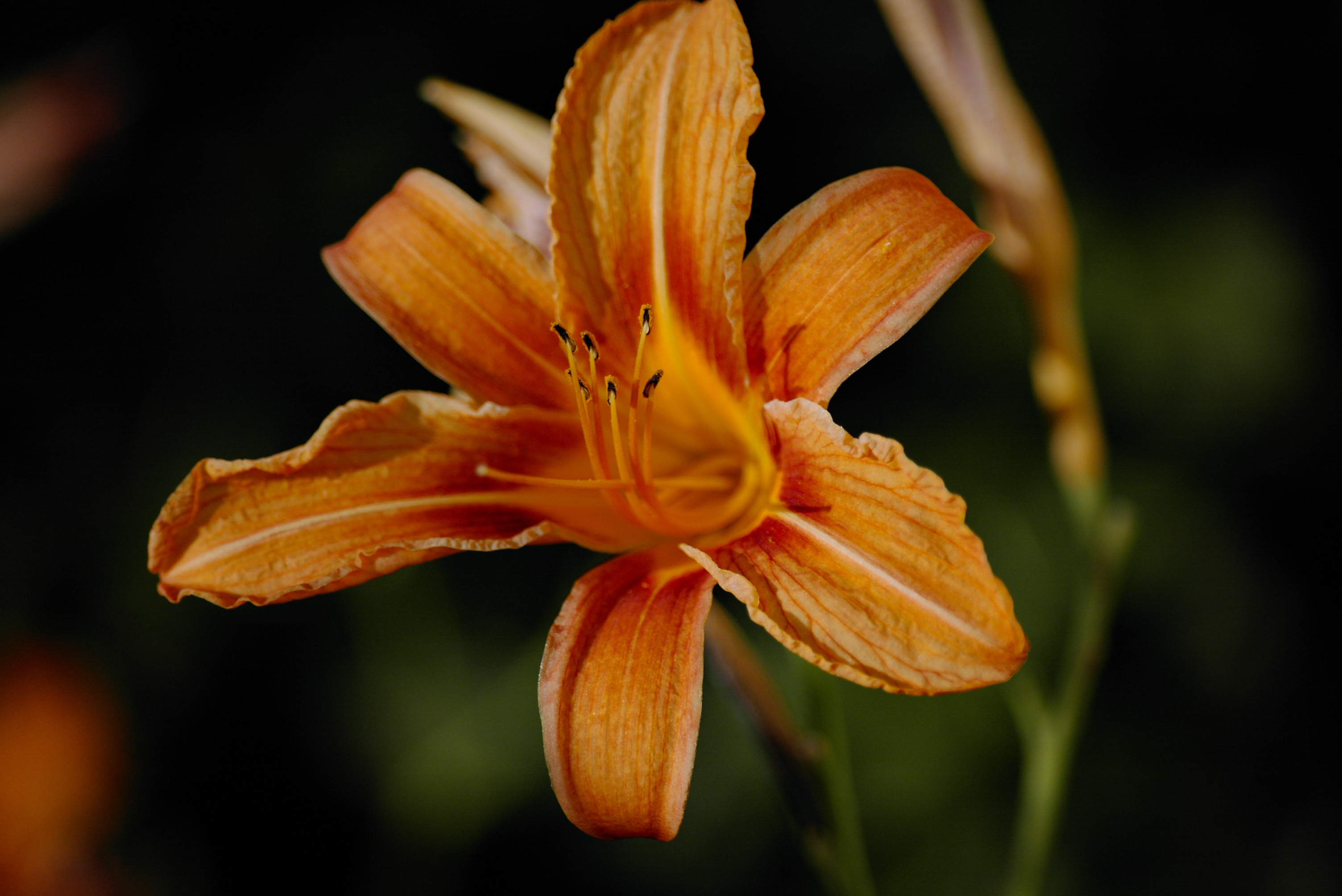 CONTAX DSLR N DIGITAL und das N-System - H. Lutz - Digitalkamera-Museum