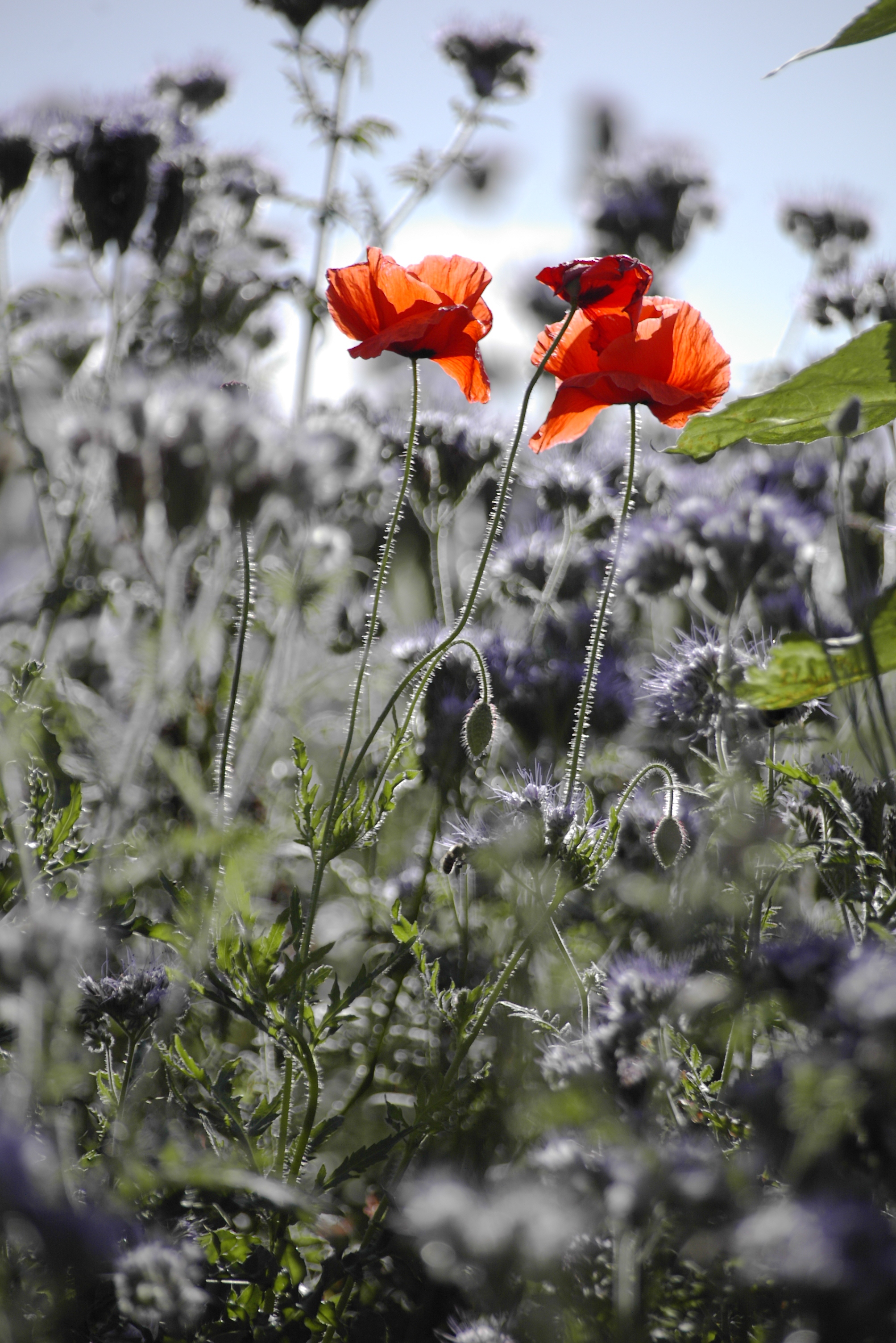 CONTAX DSLR N DIGITAL und das N-System - H. Lutz - Digitalkamera-Museum